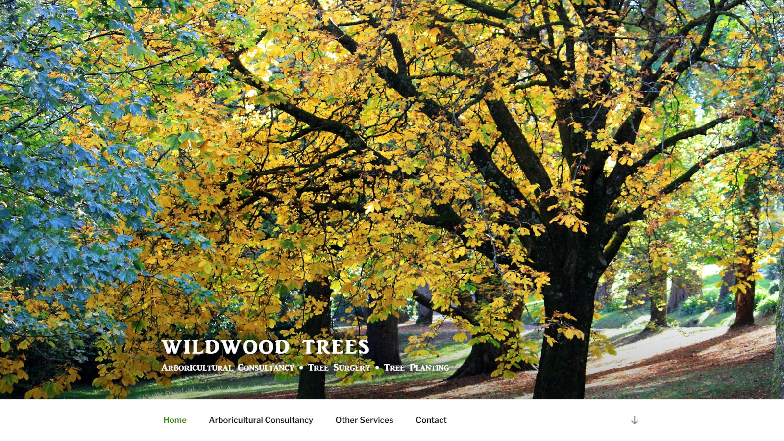 Wildwood Trees by Websites Ahoy!